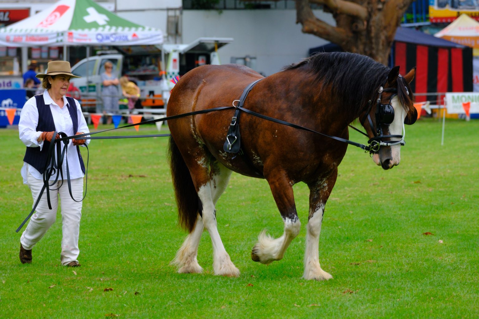 Exhibiting at the Berry Show - Horse Classes